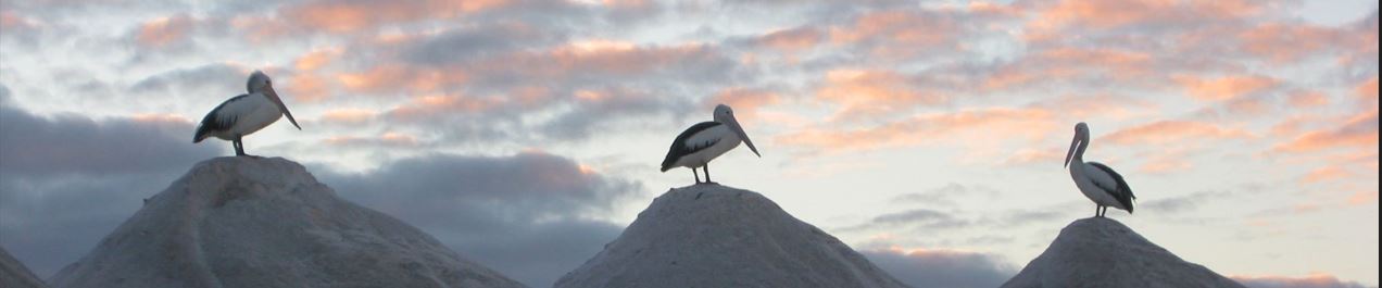 Environment, Social, Governance (ESG) | Cheetham Salt